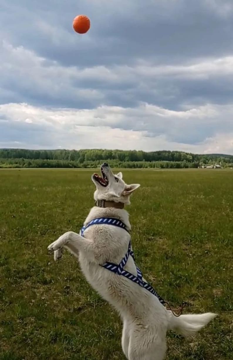 Dog Harness Sewing Pattern PDF | Sled Harness for Active Dogs | Easy ...