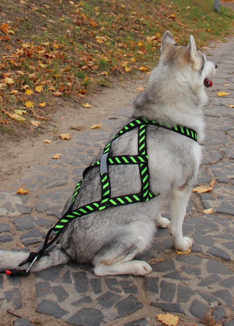 Dog Harness Sewing Pattern PDF | Sled Harness for Active Dogs | Easy ...