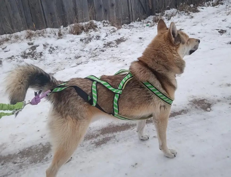 Dog Harness Sewing Pattern PDF | Sled Harness for Active Dogs | Easy ...