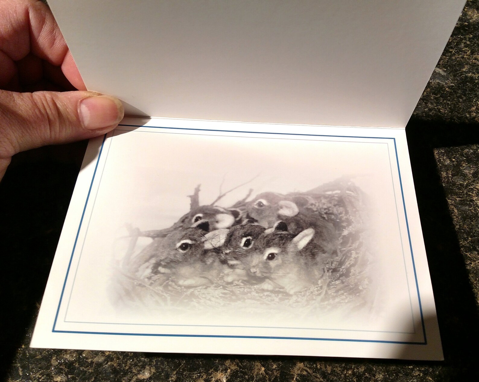 Set of 3 Bunny Rabbit Note Cards 5.5 by 4 ODACA Artist Stevi T - Etsy