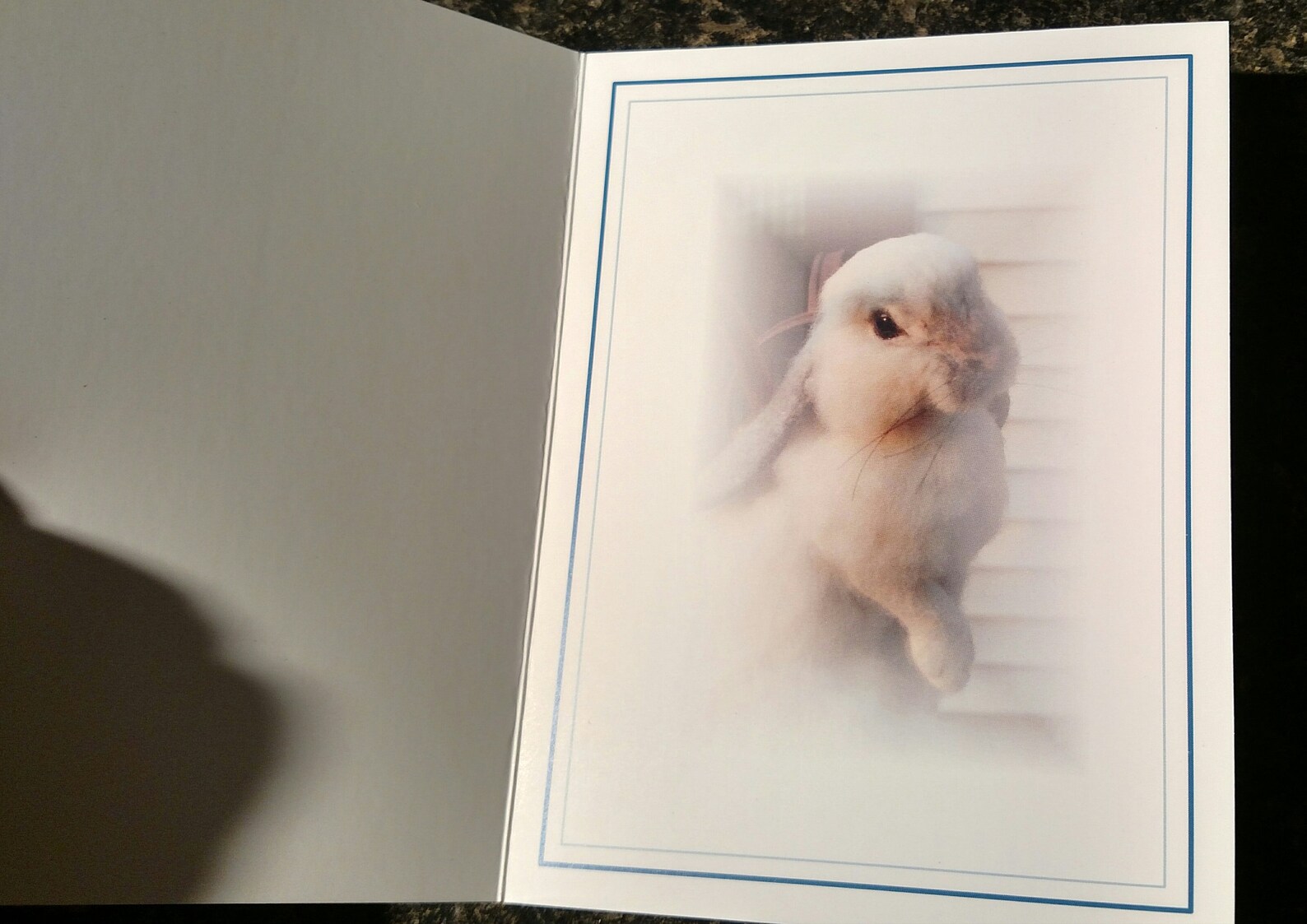 Set of 3 Bunny Rabbit Note Cards 5.5 by 4 ODACA Artist Stevi T - Etsy