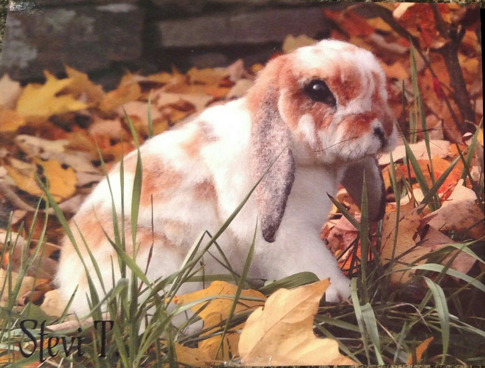 Set of 3 Bunny Rabbit Note Cards 5.5 by 4 ODACA Artist Stevi T - Etsy