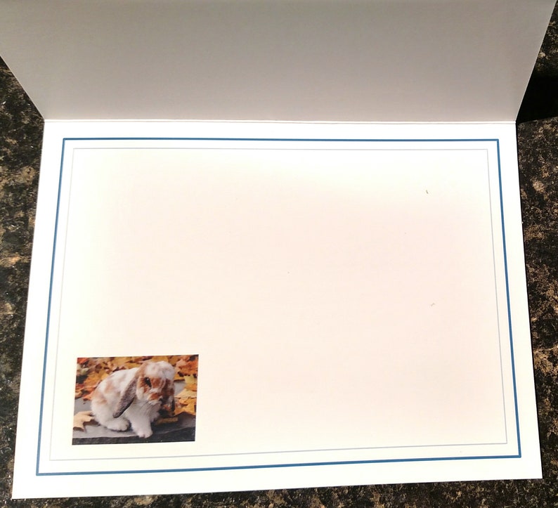 Set of 3 Bunny Rabbit Note Cards 5.5 by 4 ODACA Artist Stevi T - Etsy