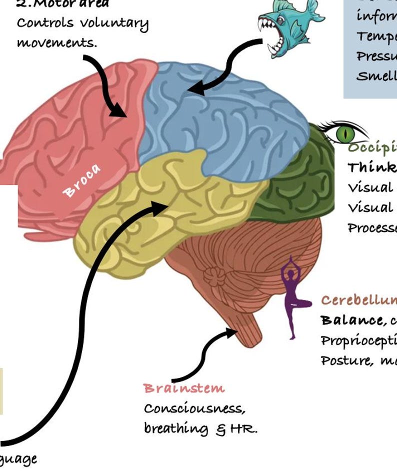 Neurology Cheat Sheet - Etsy