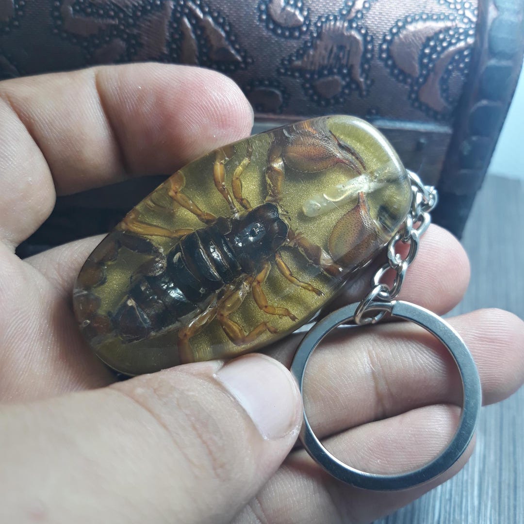 Scorpio Key Episode, Real Insects, Scorpion, Key, Gift - Etsy