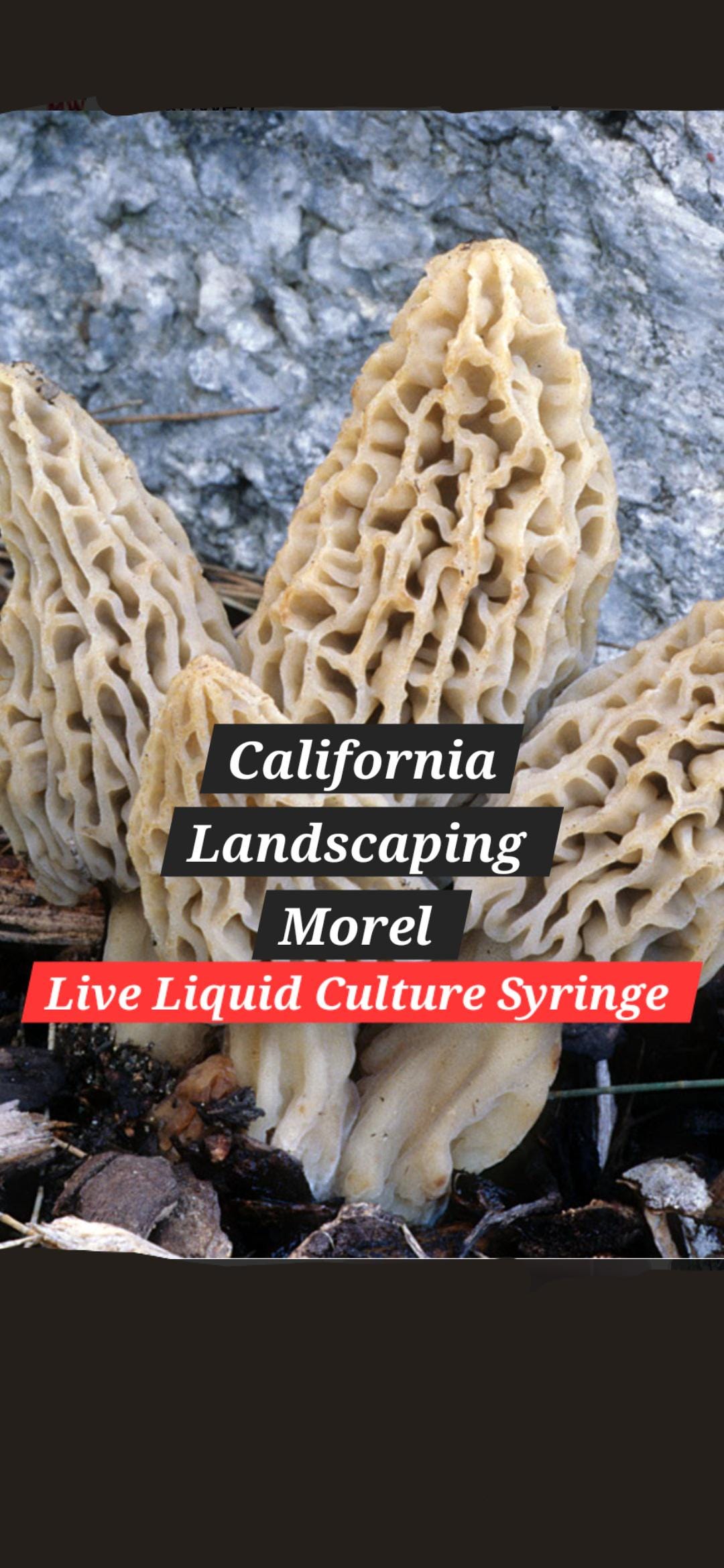 CALIFORNIA LANDSCAPING MOREL morchella Rufobrunnea Mushroom Liquid ...