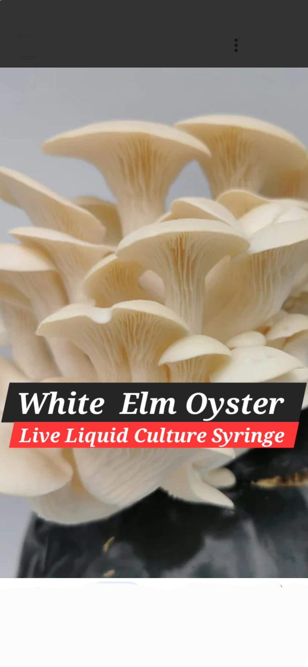 WHITE ELM OYSTER Mushroom Liquid Culture Mycelium Syringe - Etsy