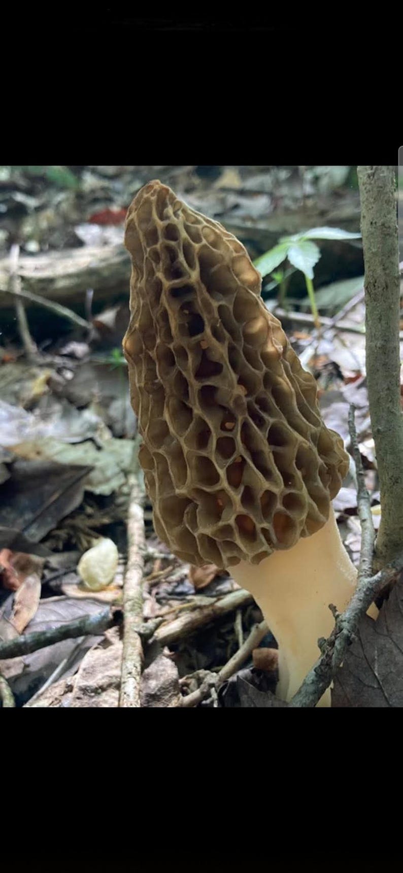 Ultimate Morel Mushroom Growers Liquid Culture Mycelium Collection- 7 ...