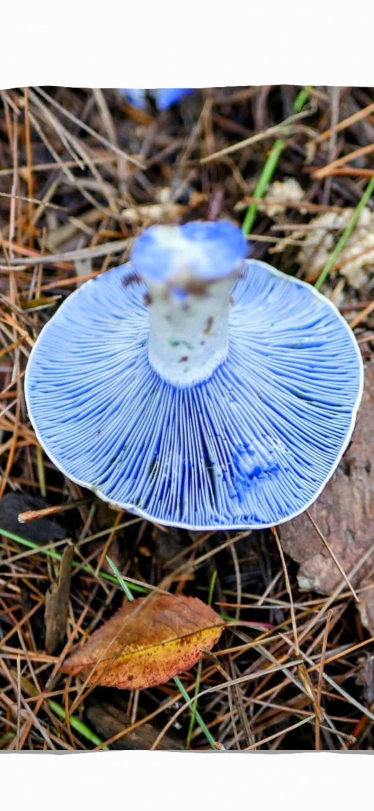 INDIGO MILKCAP Mushroom (lactarius Indigo) Liquid Culture Mycelium ...