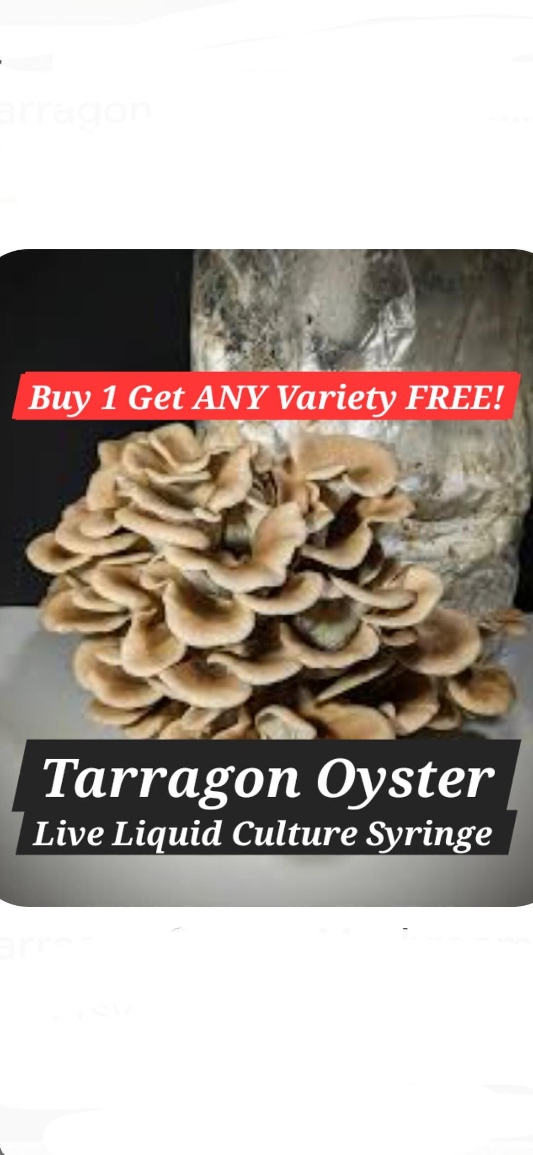 TARRAGON OYSTER Mushroom 10 Ml Liquid Culture Mycelium Syringe - Etsy