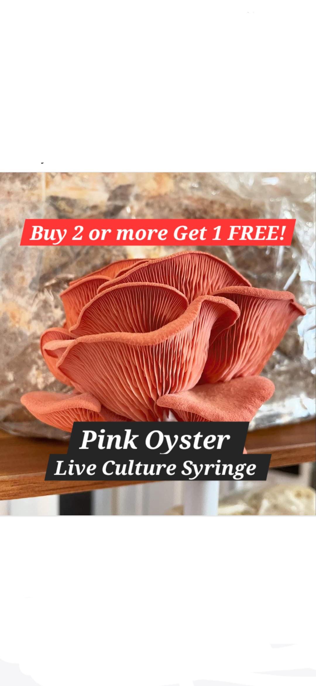 PINK OYSTER Mushroom Liquid Culture Mycelium Syringe, 10 Ml - Etsy