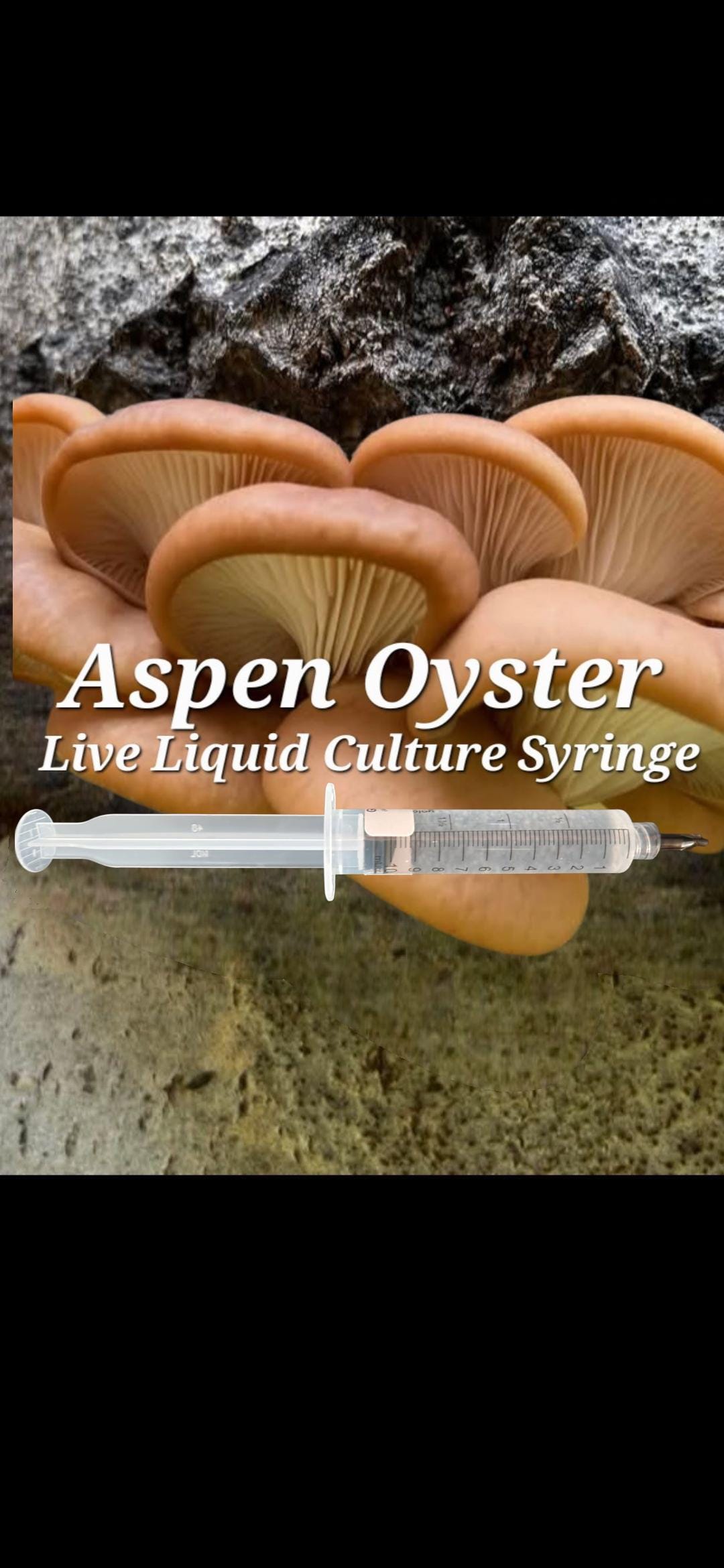ASPEN OYSTER Mushroom Liquid Culture Mycelium Syringe - Etsy