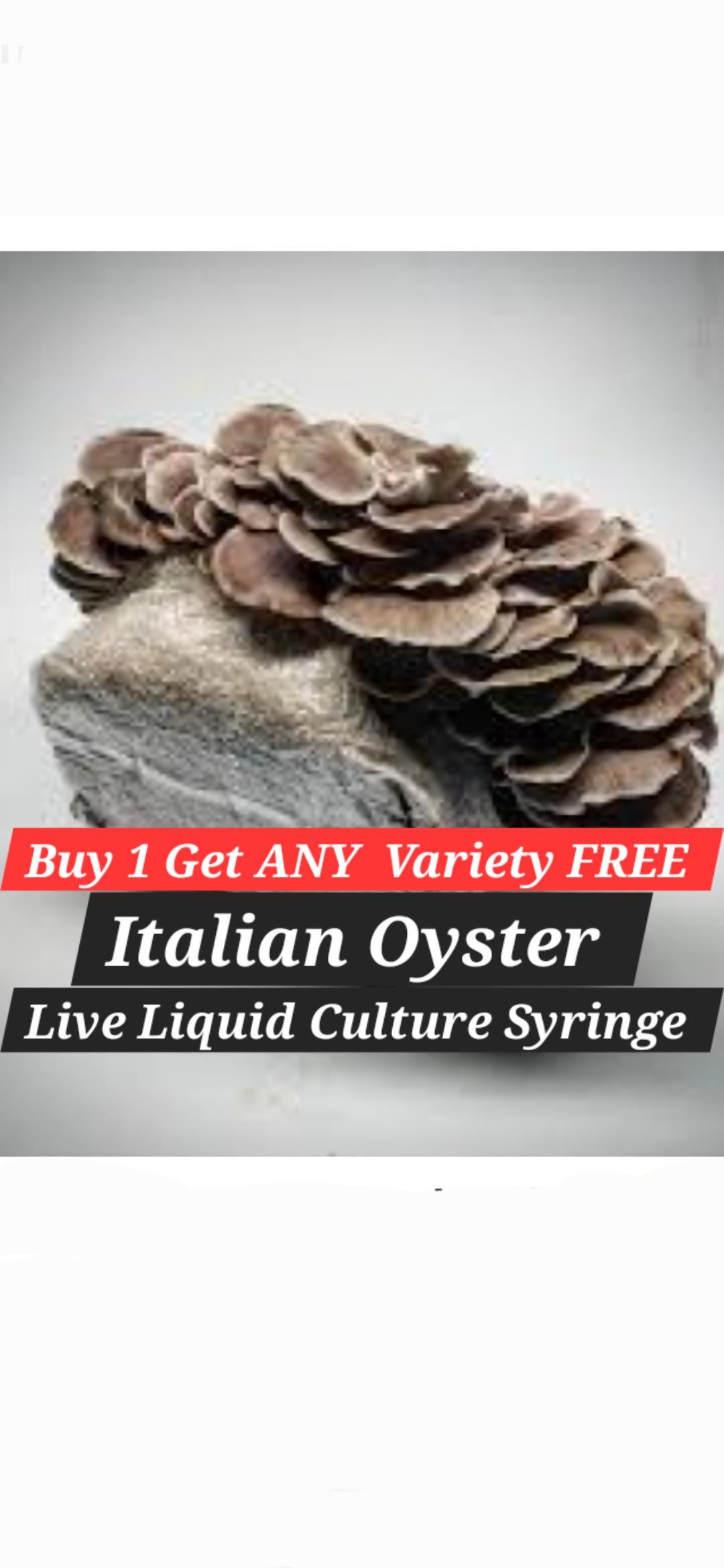 ITALIAN OYSTER Mushroom 10 Ml Liquid Culture Mycelium Syringe - Etsy
