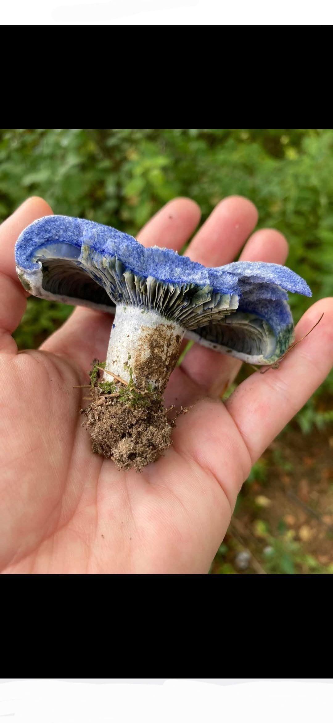 INDIGO MILKCAP Mushroom (lactarius Indigo) Liquid Culture Mycelium ...