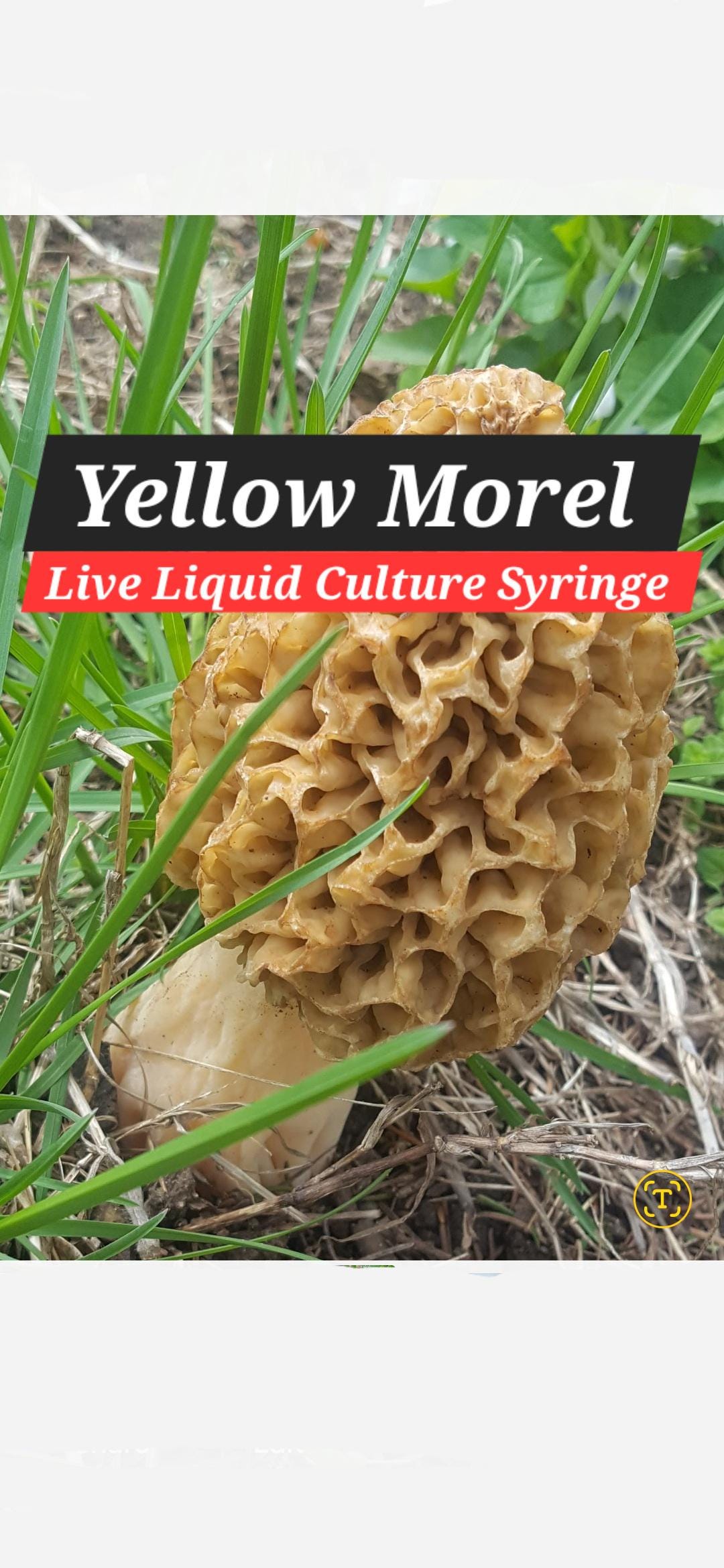 YELLOW MOREL (morchella Sceptrilformis) Mushroom Liquid Culture ...
