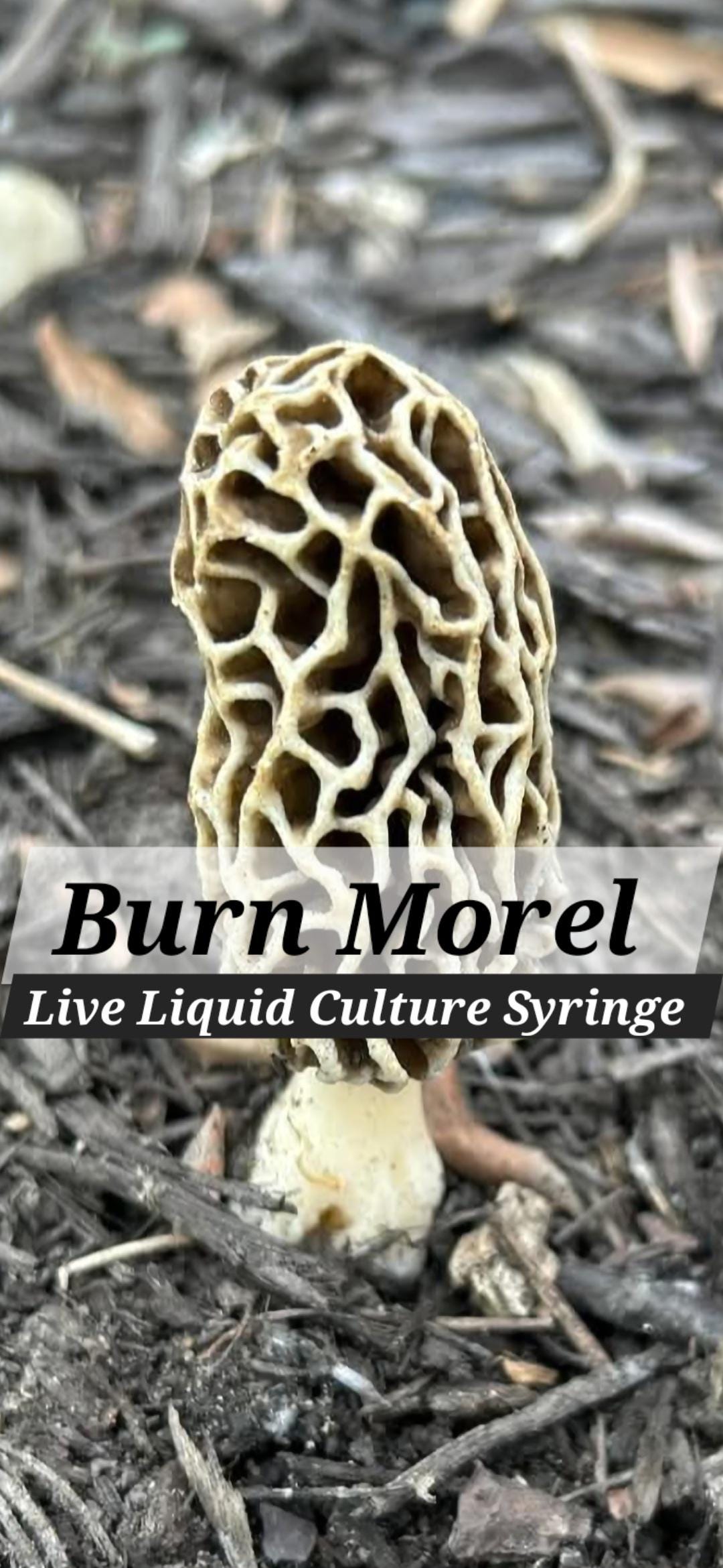 BURN MOREL Mushroom, Morchella Eximia, Liquid Culture Mycelium Syringe ...