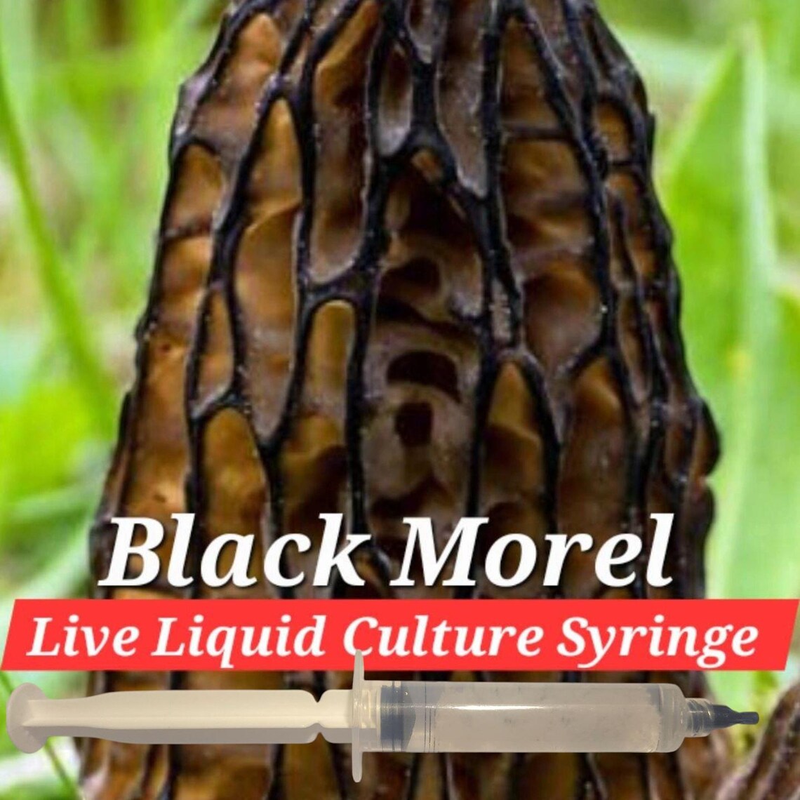 BLACK MOREL (morchella Eohespera) Mushroom Liquid Culture Mycelium ...
