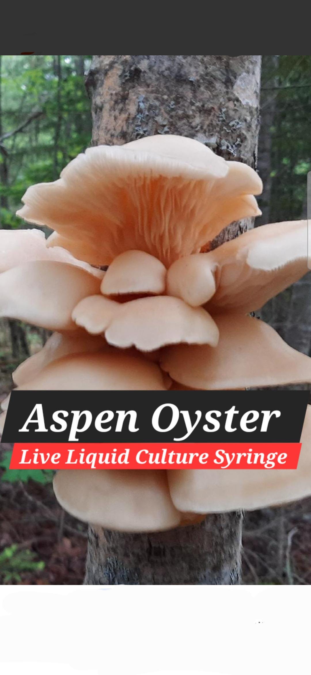 ASPEN Mushroom Liquid Culture Mycelium Syringe - Etsy