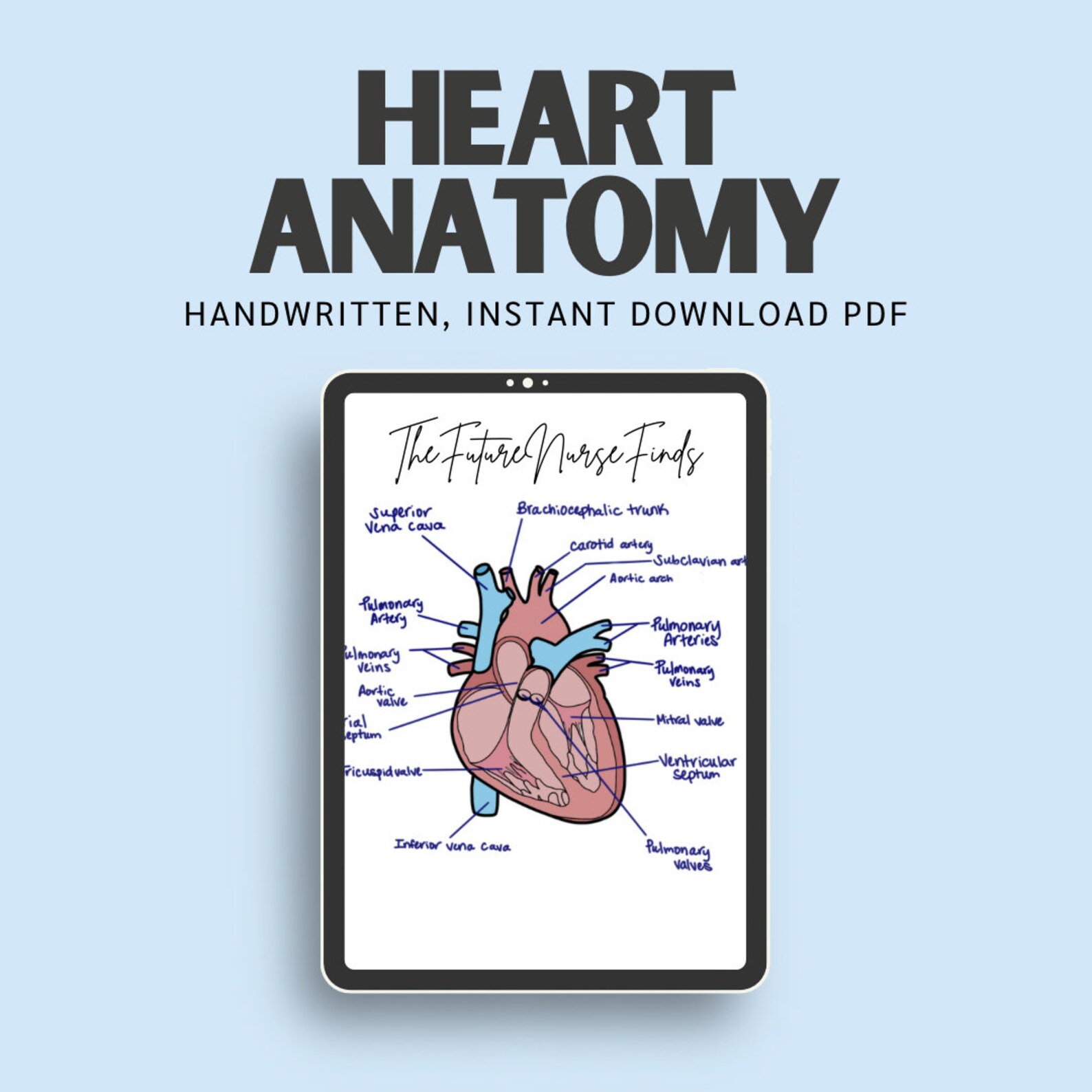 Handwritten Heart Anatomy Notes, Labeled Anatomy, Nursing School - Etsy