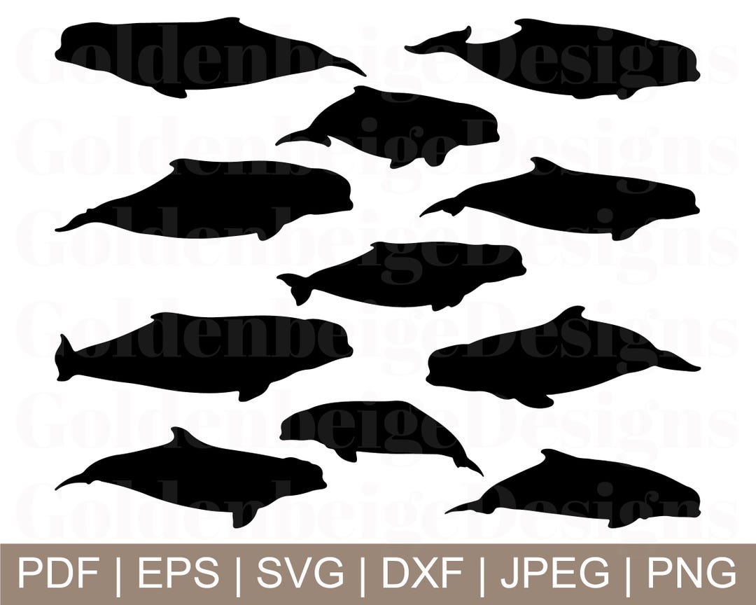Beluga Whale Svg, Beluga Whale Vector, Beluga Whale Silhouette, Jpeg ...