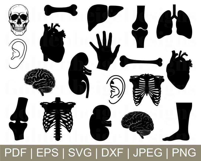 Human Body Parts Svg, Body Parts Silhouette, Human Body Parts Cut File ...