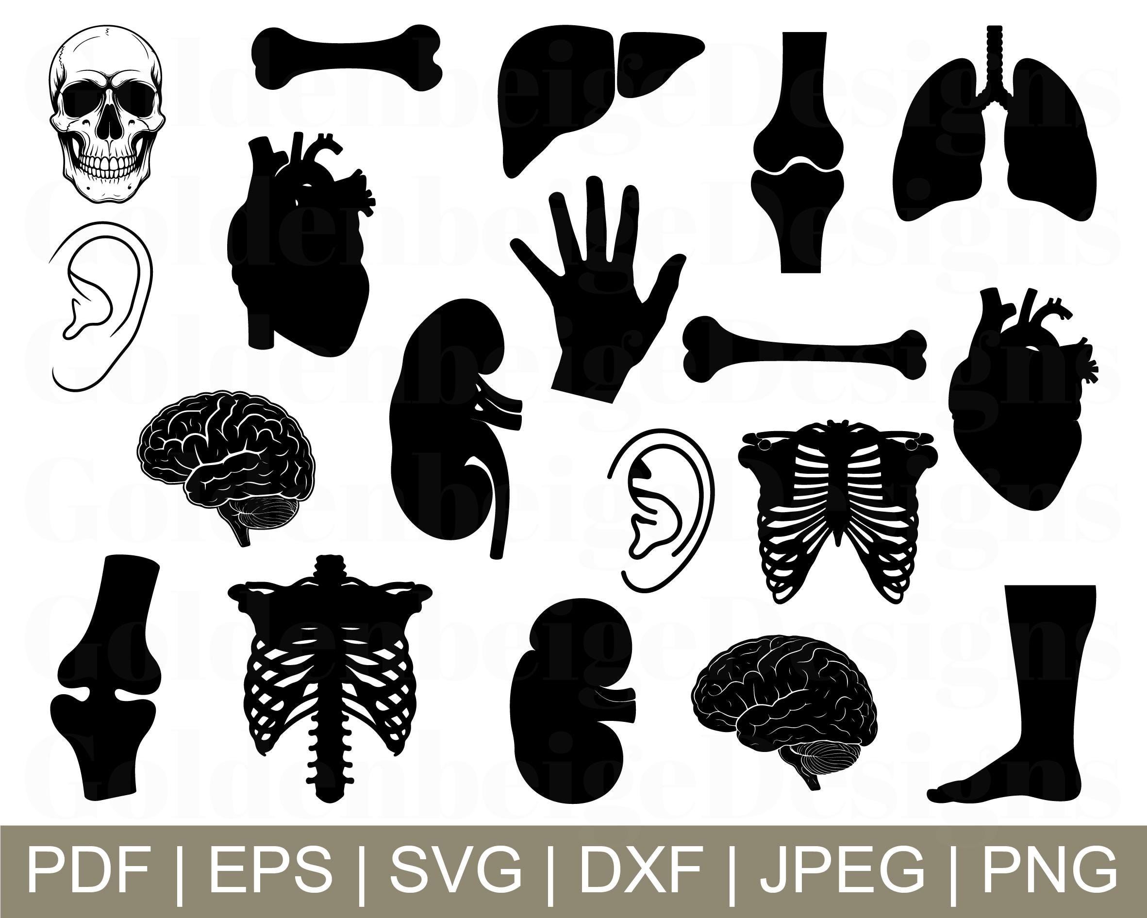 Human Body Parts Svg, Body Parts Silhouette, Human Body Parts Cut File ...