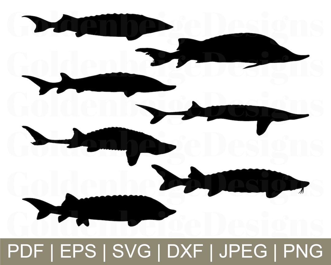 Sturgeon Fish Svg, Sturgeon Silhouette, Sturgeon Vector, Fish ...