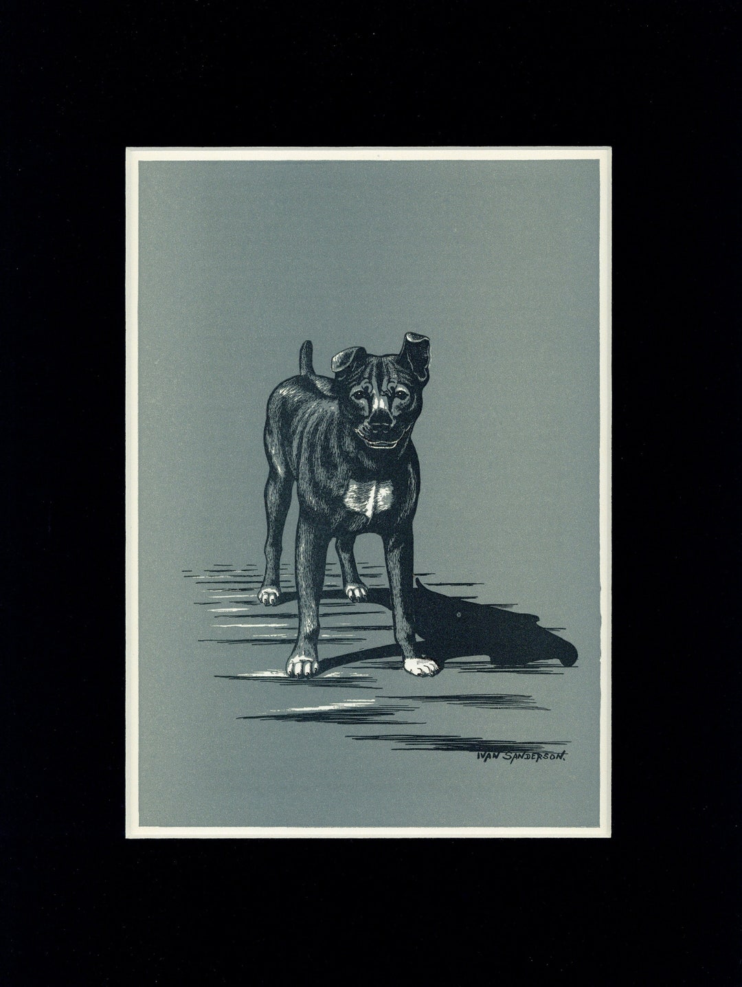 Jock of the Bushveld From Animal Tales, by Ivan T. Sanderson Vintage ...