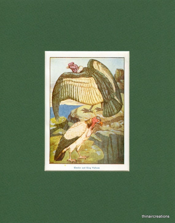 Condor and King Vulture Antique Wild Animal Print circa | Etsy