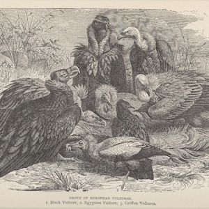 1904 Natural History European Vultures Star Antique Illustration - Etsy