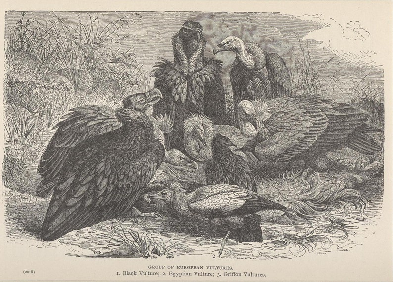 1904 Natural History European Vultures Star Antique Illustration - Etsy