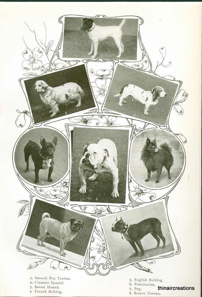1907 Antique Dog Breeds I - Print - Etsy