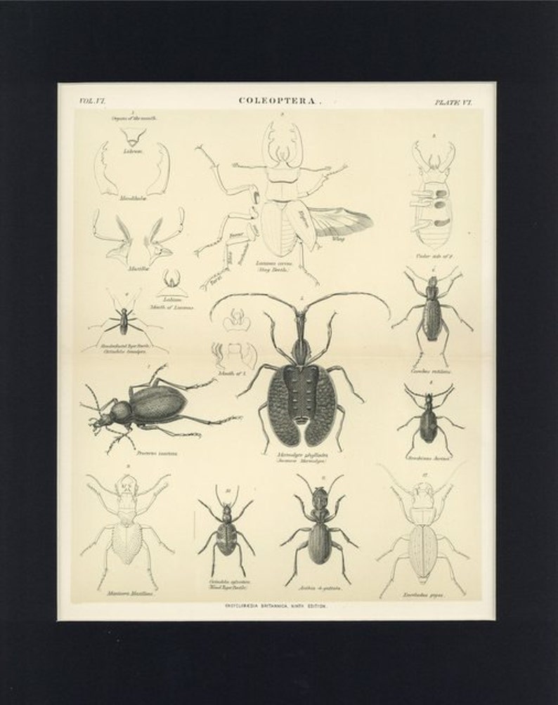 1884 Another Antique Creepy Crawly Bug Print - Etsy