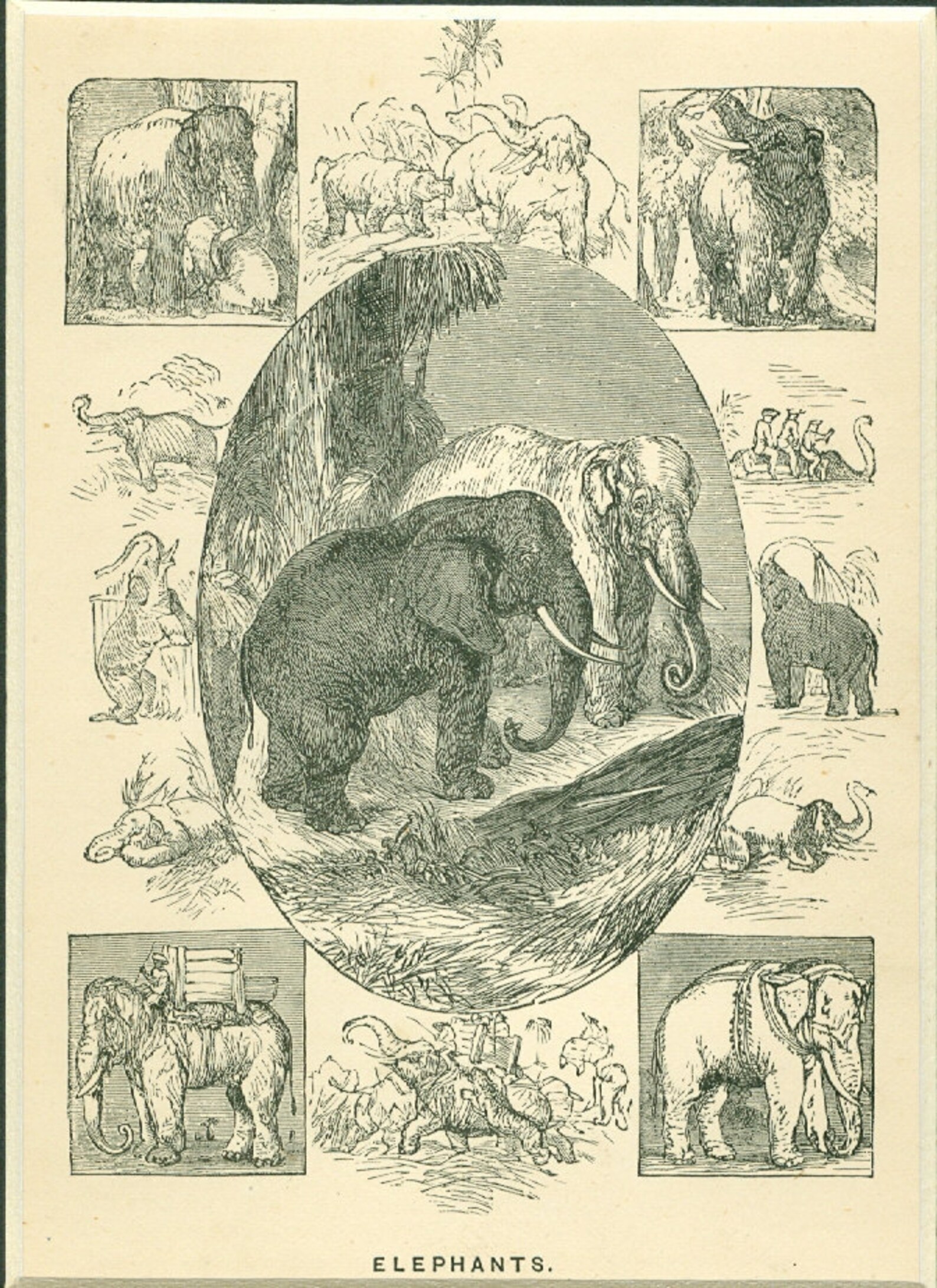 1870 Wild Animal Elephant Natural History Antique Print - Etsy