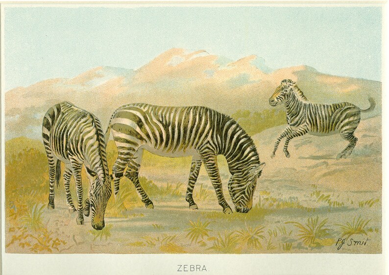 1904 Zebra Natural History Wild Animal Antique Print - Etsy