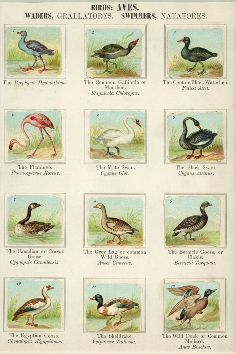 Natural History 1900 Antique Print of Birds - Waders and Swimmers - Etsy