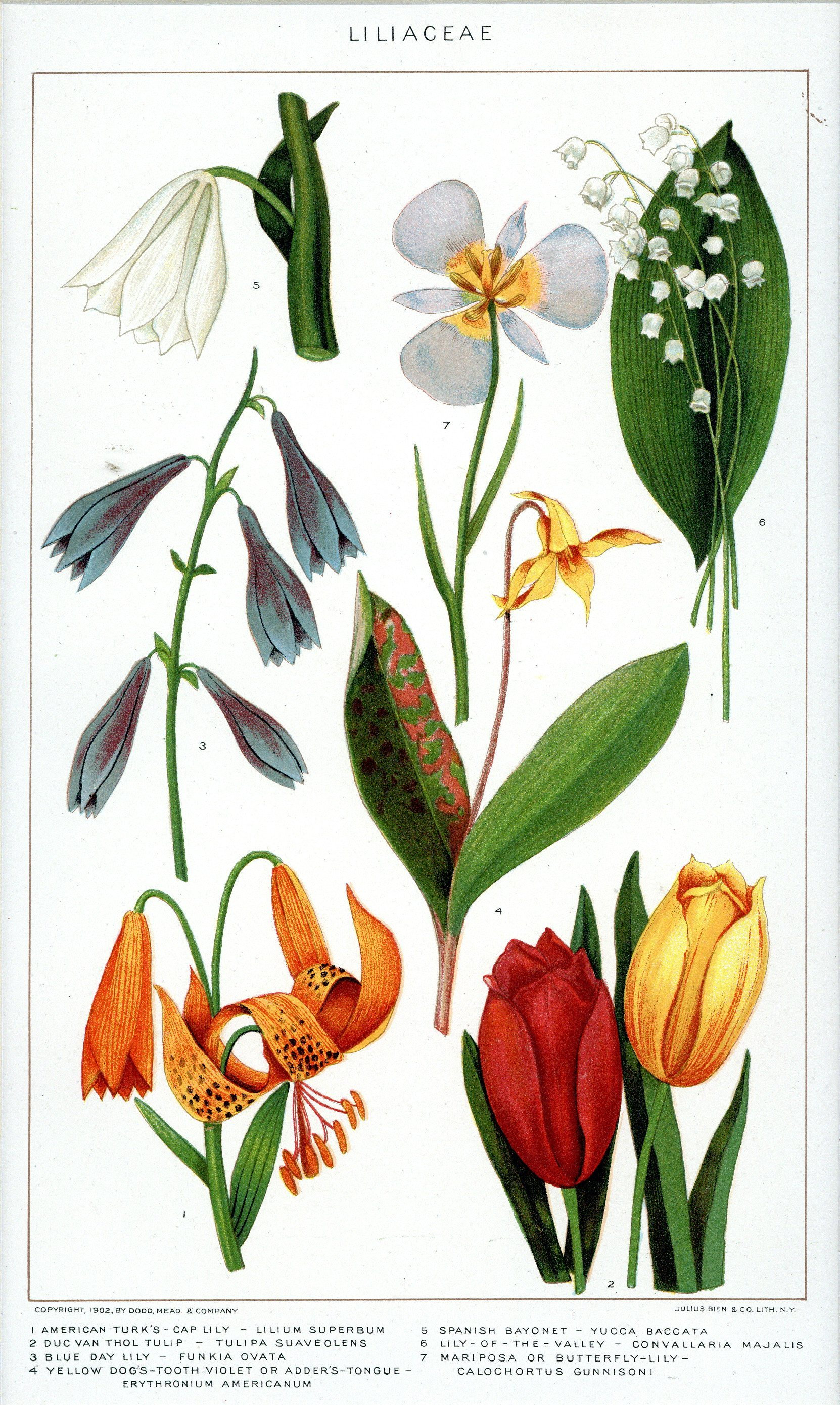 Vintage 1918 Botanical Liliaceae Family Plant Illustration - Etsy