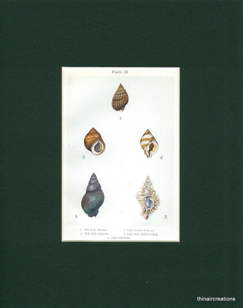 Natural History Colorful Sea Shells - Circa 1910 Antique Print - Etsy