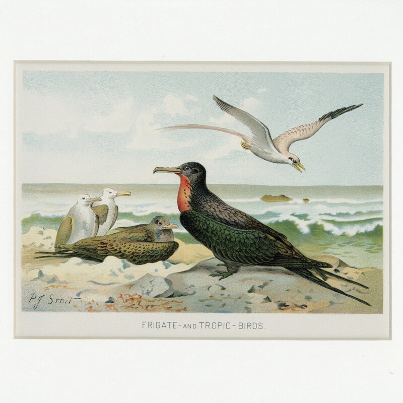 Frigate Bird - Etsy