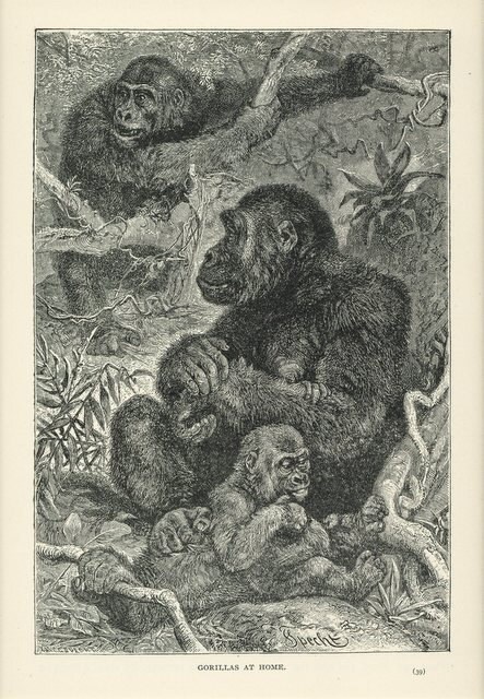 1902 Natural History Gorillas at Home Antique Illustration - Etsy