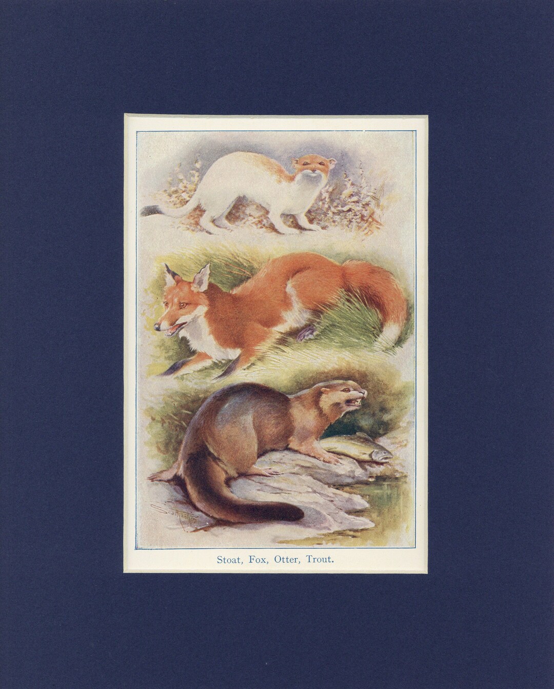 Vintage 1930's Animals of Countryside - Stoat, Fox, Otter, Trout Print ...