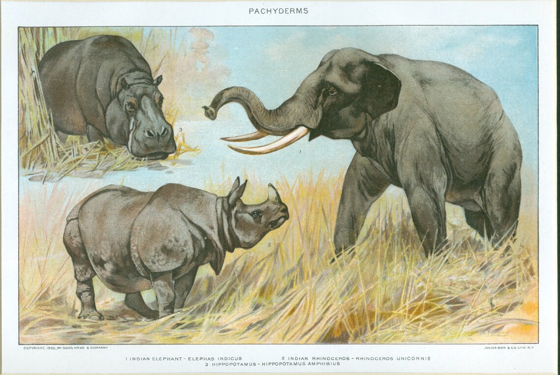 Vintage 1918 Natural History Print of Pachyderms - Etsy