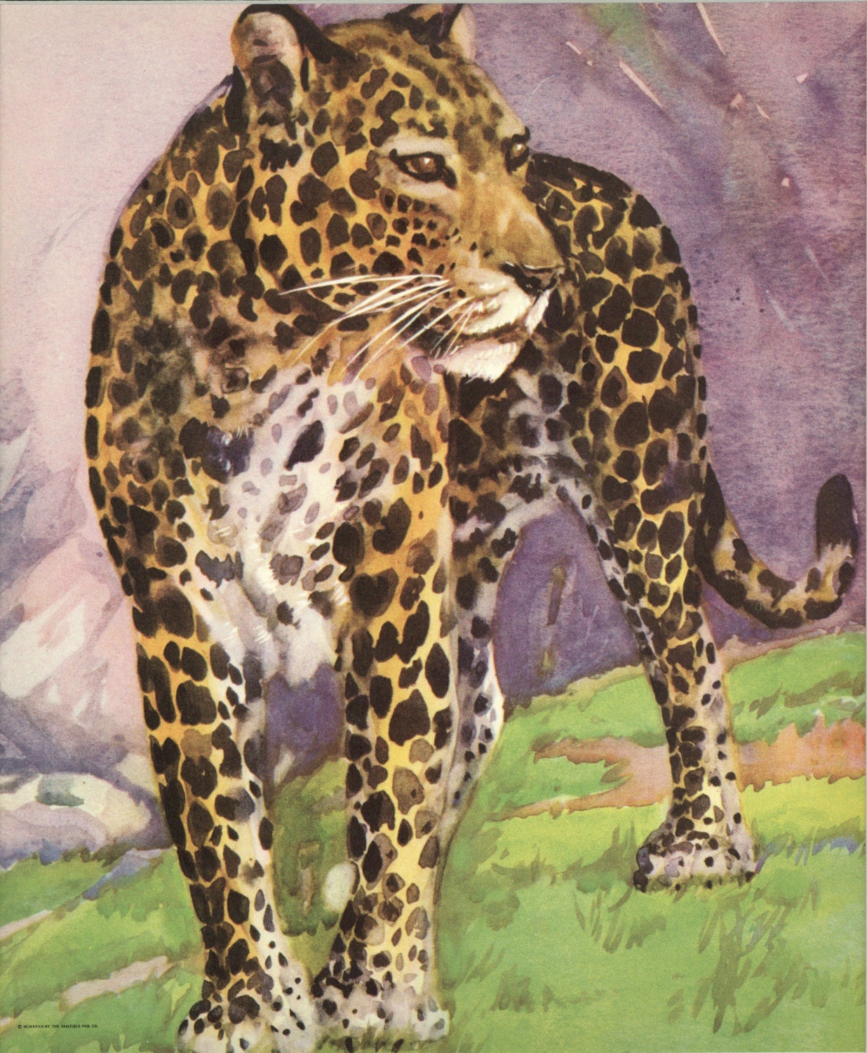 Beautiful 1933 Vintage Africian Leopard Wild Animal Print - Etsy