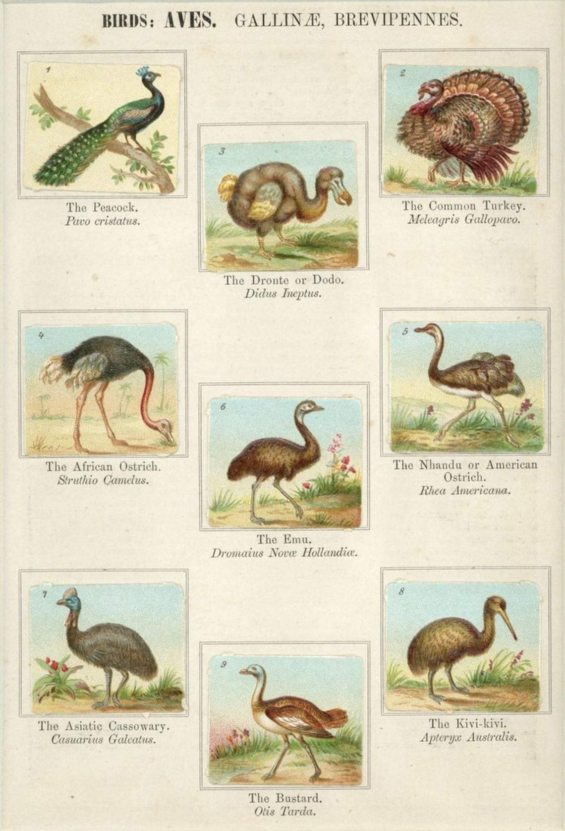 Natural History 1900 Antique Print of Birds the Unusual - Etsy