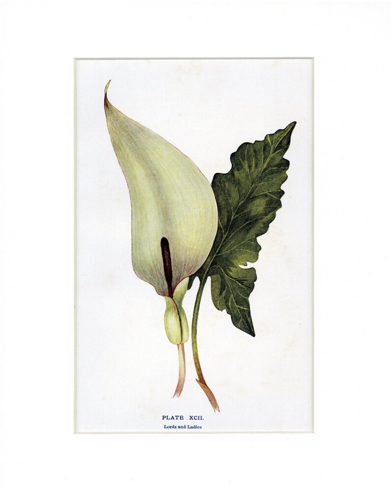 Beautiful Antique 1908 Botanical Print of Lords & Ladies Flower by ...