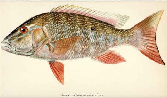 Pargo De Malasia Y Su Hermano BULLDOG MALACCA, Melaka Menú, Precios