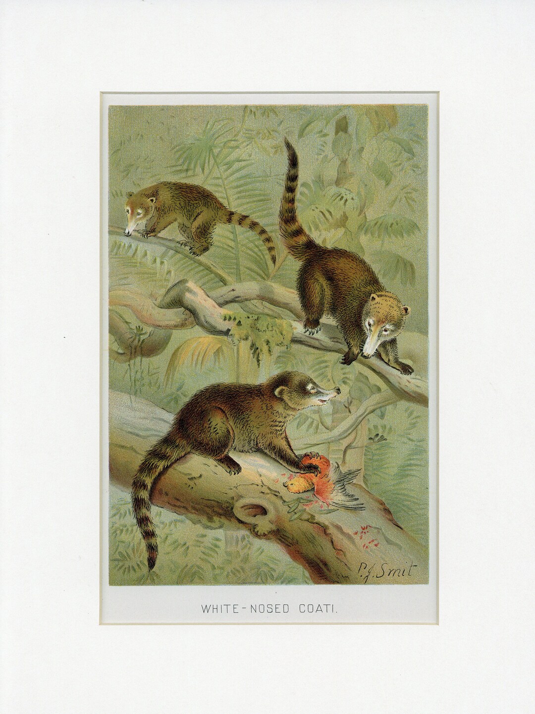 1904 White-nosed Coati Wild Animal Natural History Antique Print - Etsy
