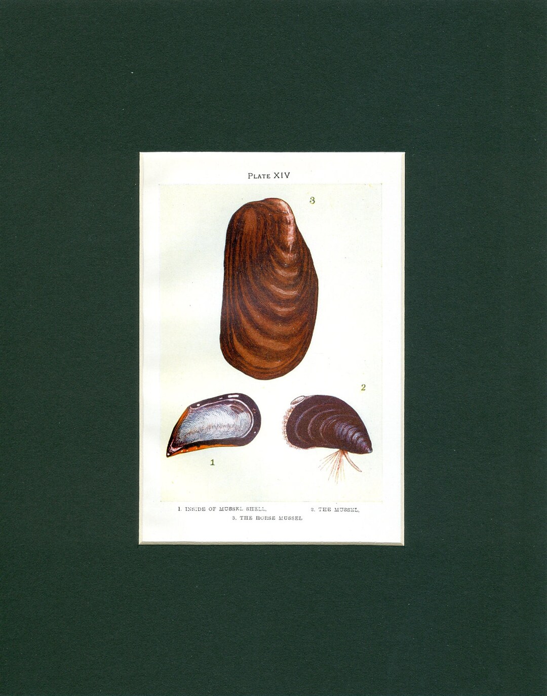 Mussel & Horse Mussel Sea Shells - Circa 1910 Marine Antique Print - Etsy