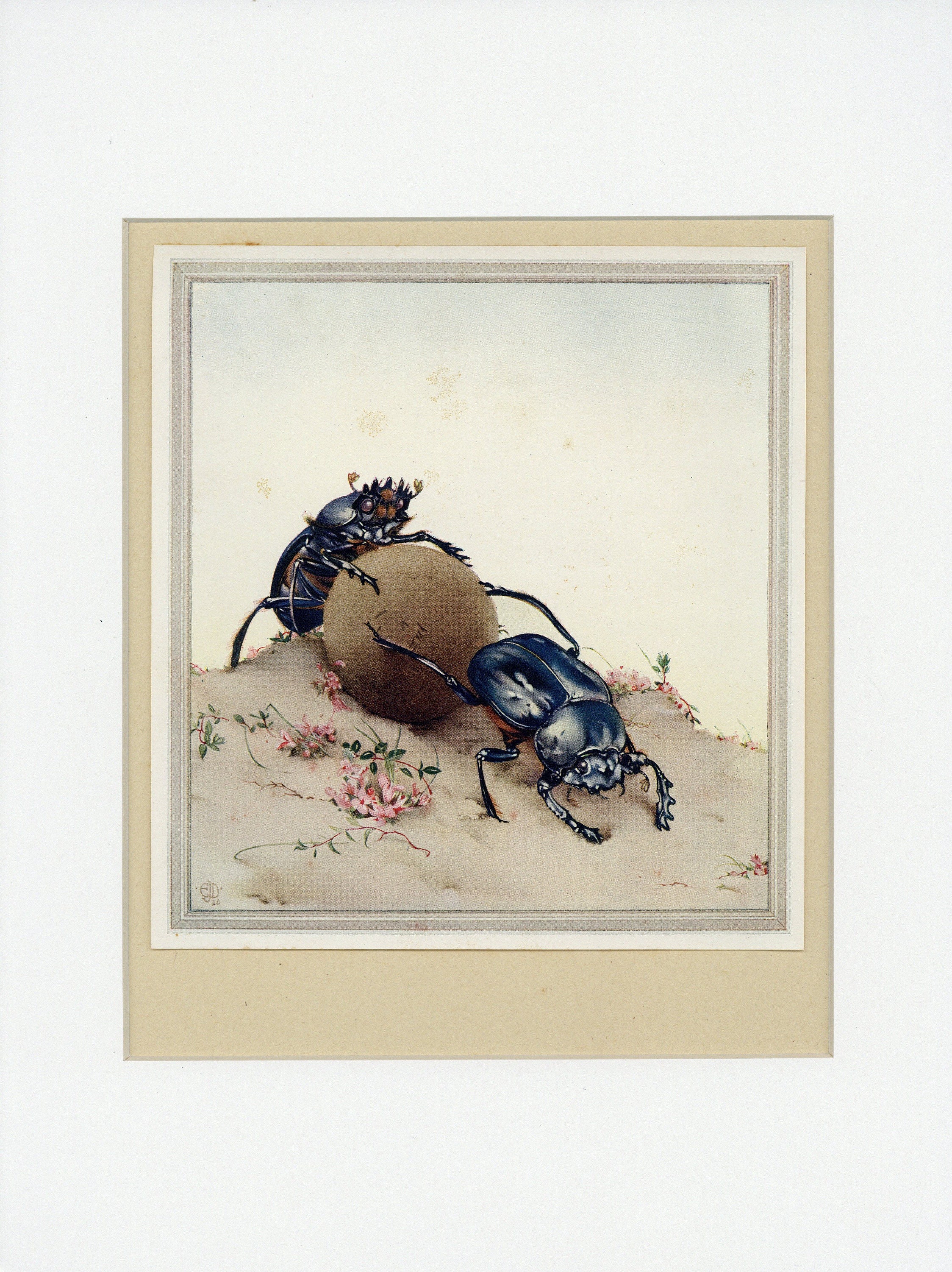 The Sacred Beetle by Edward J. Detmold Natural History 1921 - Etsy