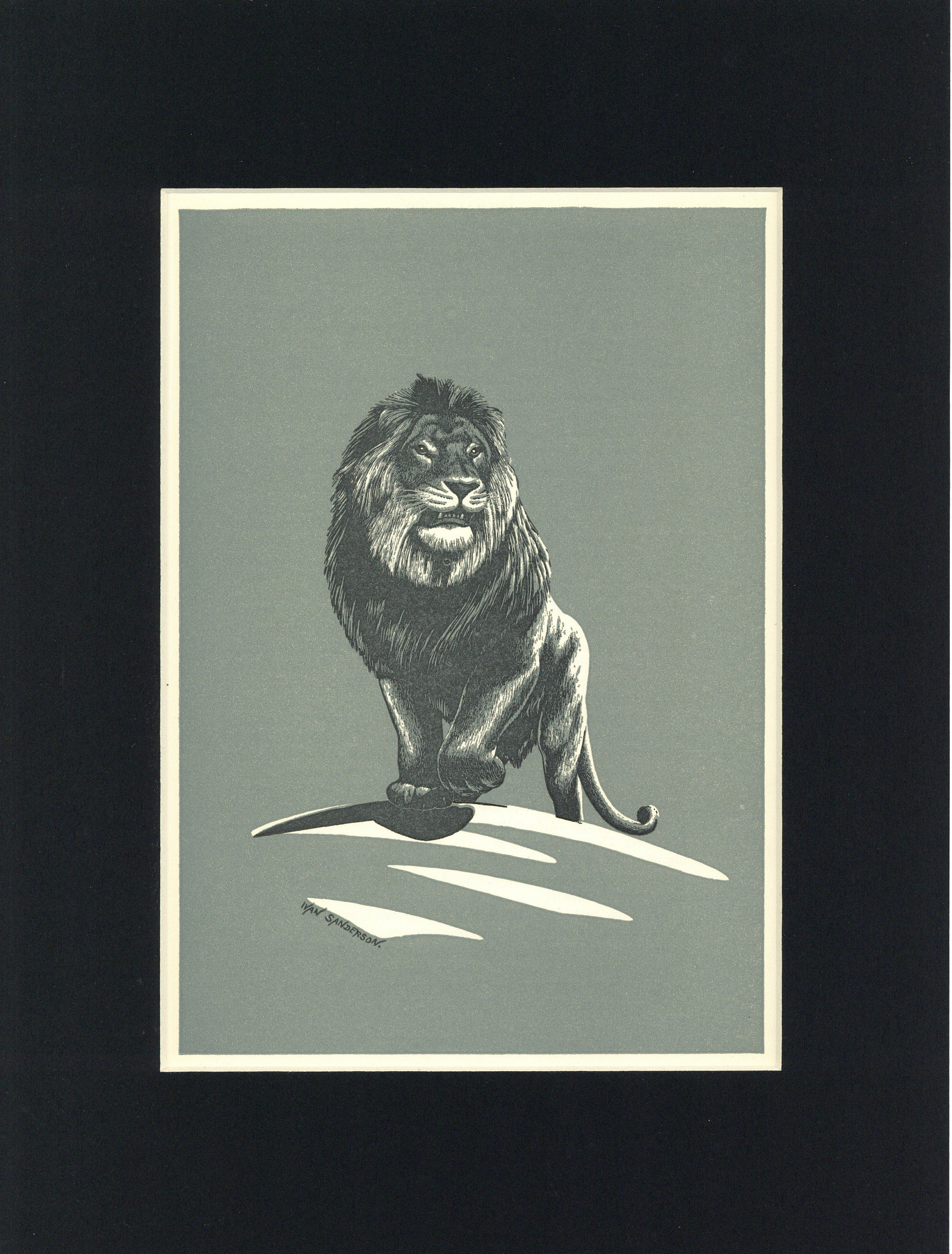 The Lion From Animal Tales, by Ivan T. Sanderson Vintage 1946 Book ...